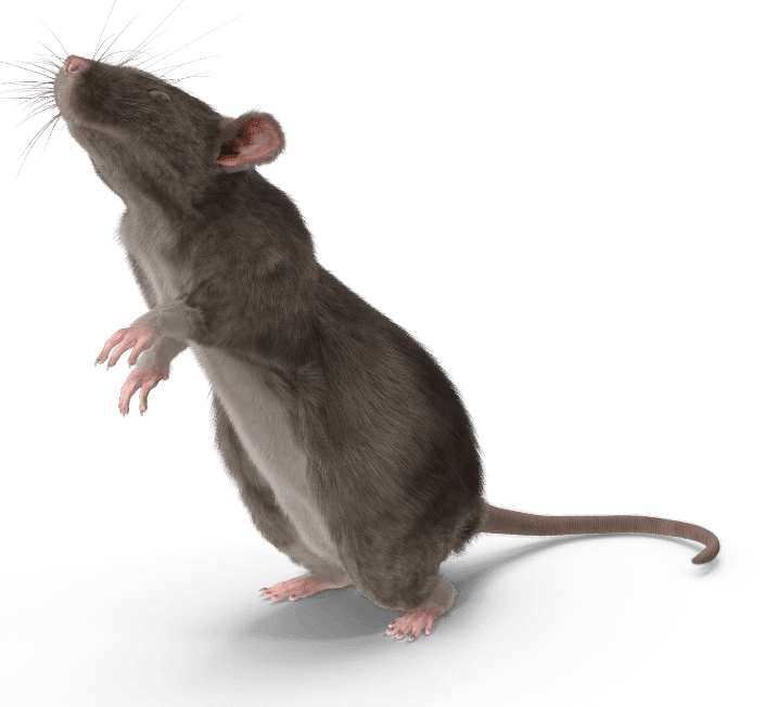 Rats | Page 2 à 2 | A L'ATTACK